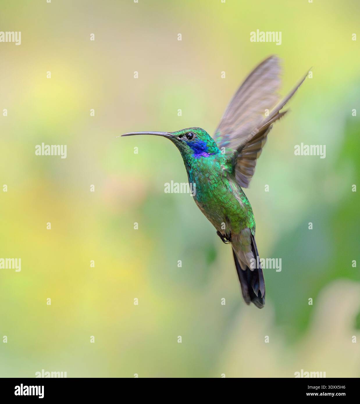 The lesser violetear (Colibri cyanotus), also known as the mountain ...
