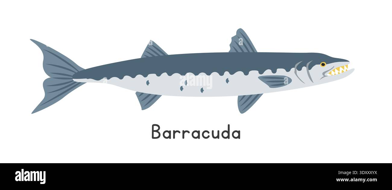 Barracuda vector illustration. Barracuda cartoon clipart, animal in ...