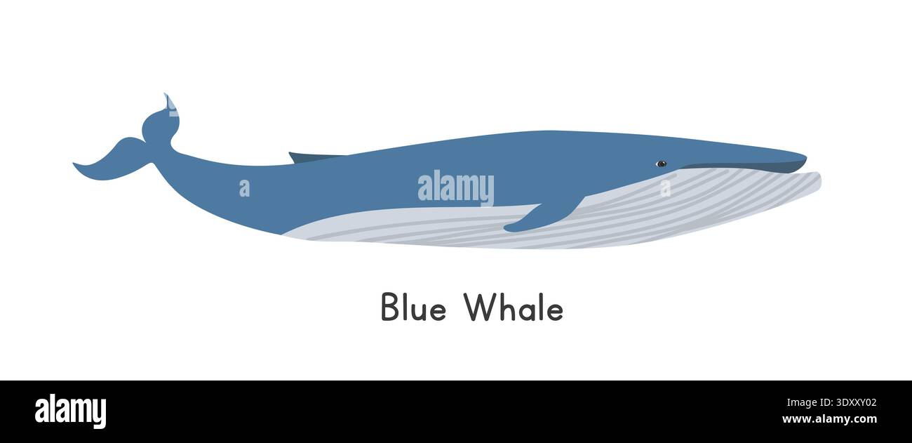 Blue whale vector illustration. Cute blue whale cartoon clipart, animal ...