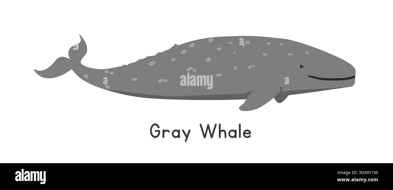 Gray whale vector illustration. Cute gray whale cartoon clipart, animal ...