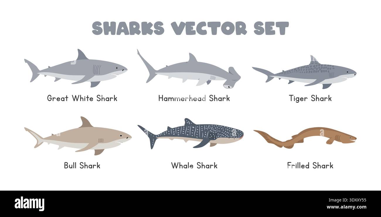 Types of Sharks vector illustration set. Shark species cartoon clipart ...
