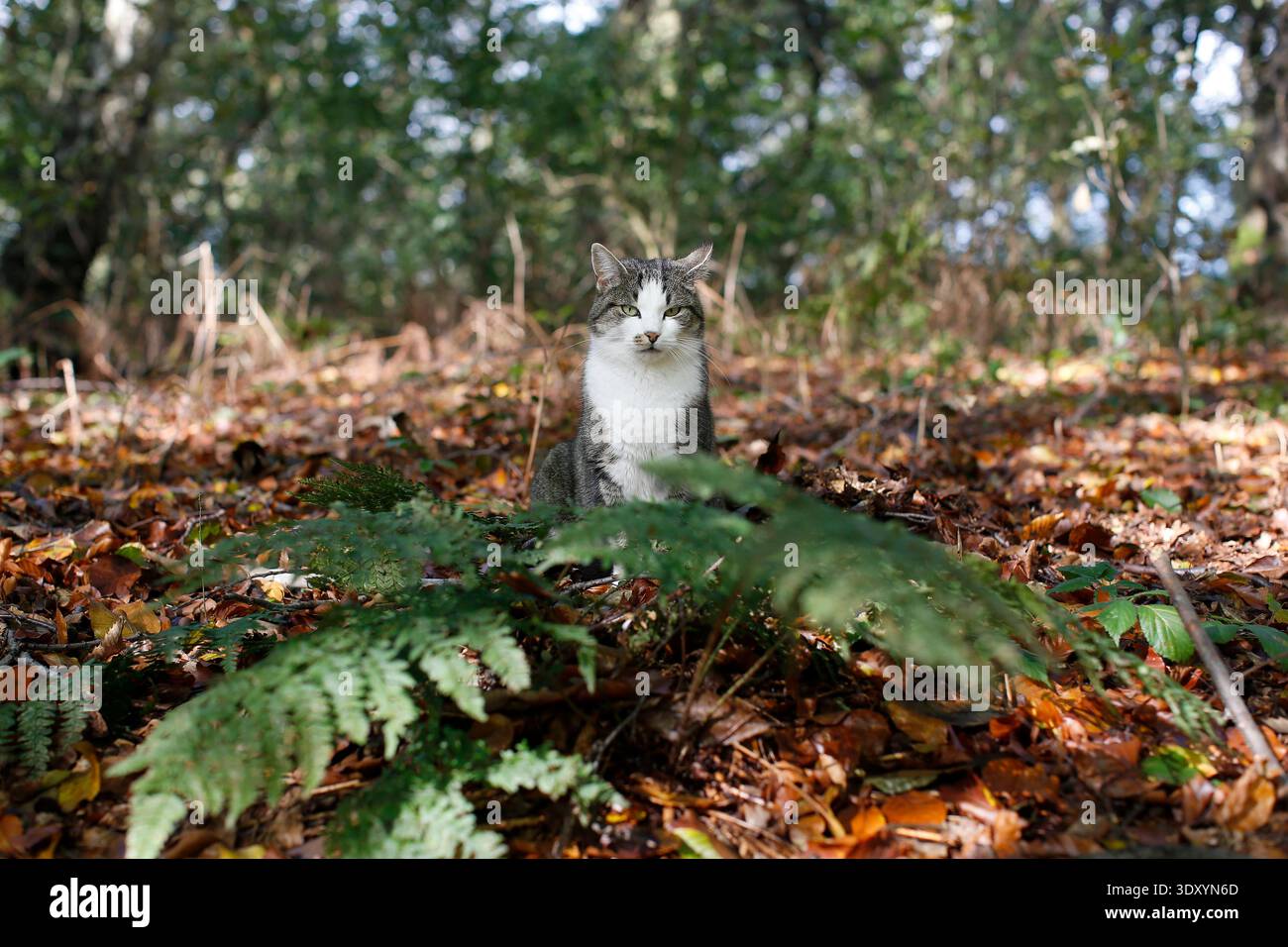 10.10..2014 Marl Katze Wurm im Wald *** 10 10 2014 Marl cat worm in the ...