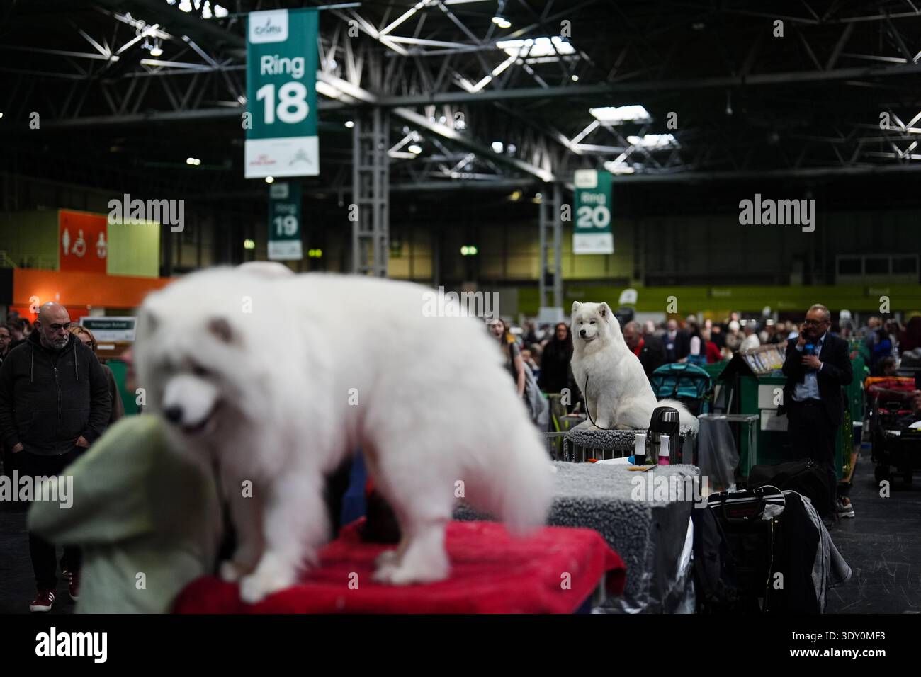 Samoyeds on the first day of the Crufts Dog Show at the National ...