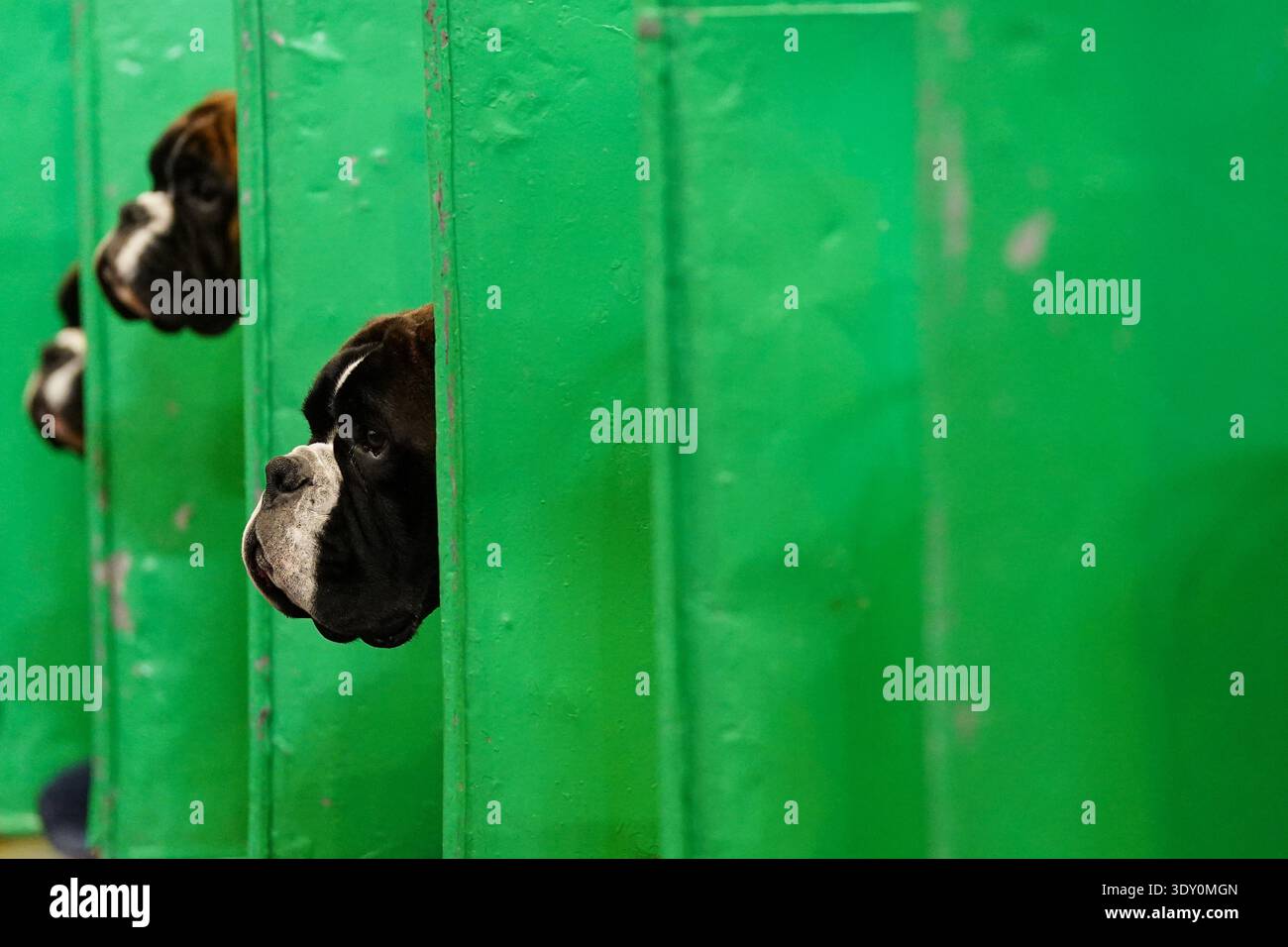 Boxers on the first day of the Crufts Dog Show at the National ...