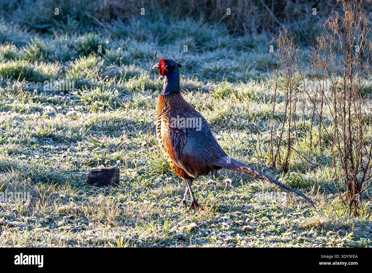 Cashel, Leap, West Cork, Ireland. 6th Mar, 2026. On a cold and frosty ...