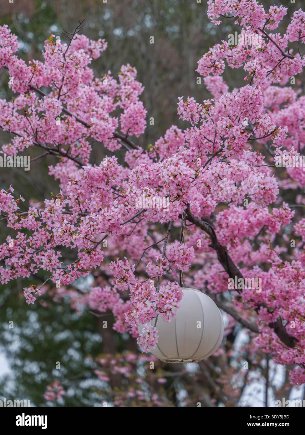Early cherry blossoms are in full bloom at Gucun Park in Shanghai ...