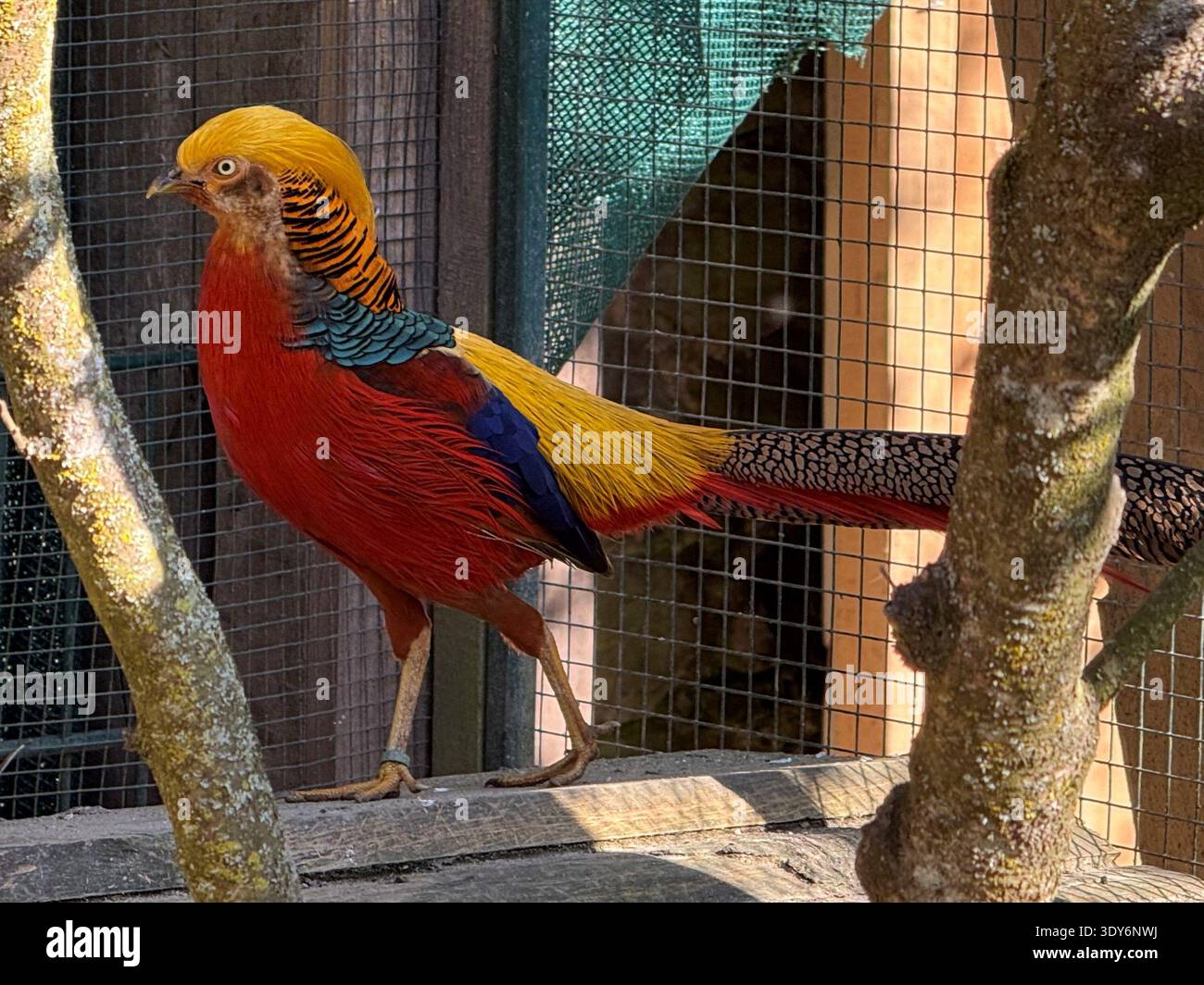 PRODUCTION - 05 March 2026, Hanau: A golden pheasant (Chrysolophus ...