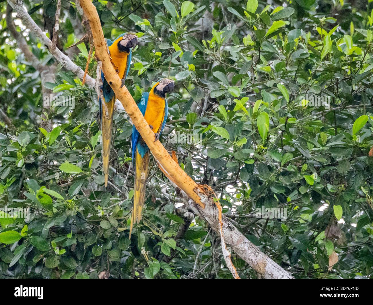 Blue and yellow macaws perch on a tree in the rainforest on the Rio El ...