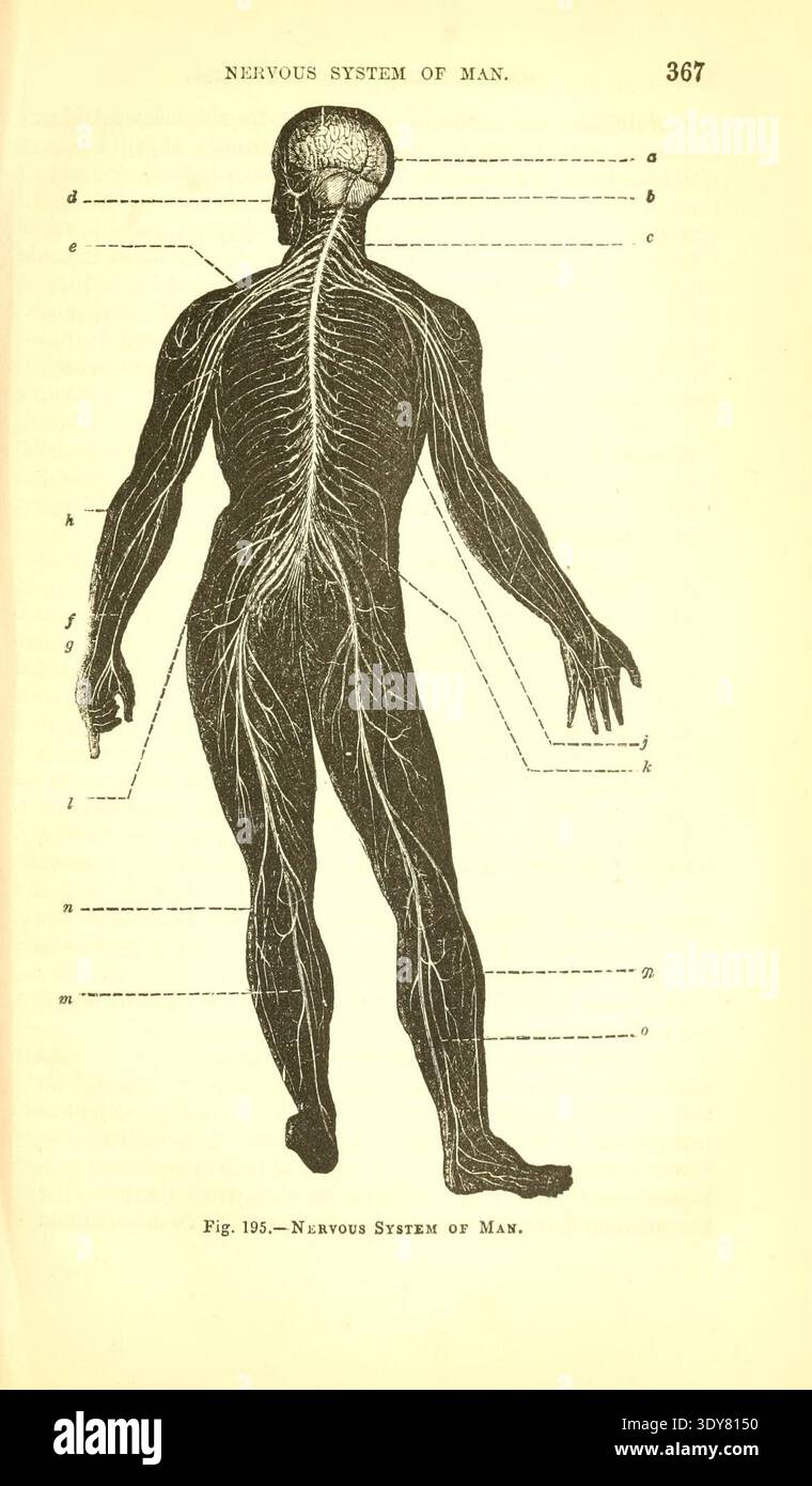 Peripheral nerve anatomy reference hi-res stock photography and images ...