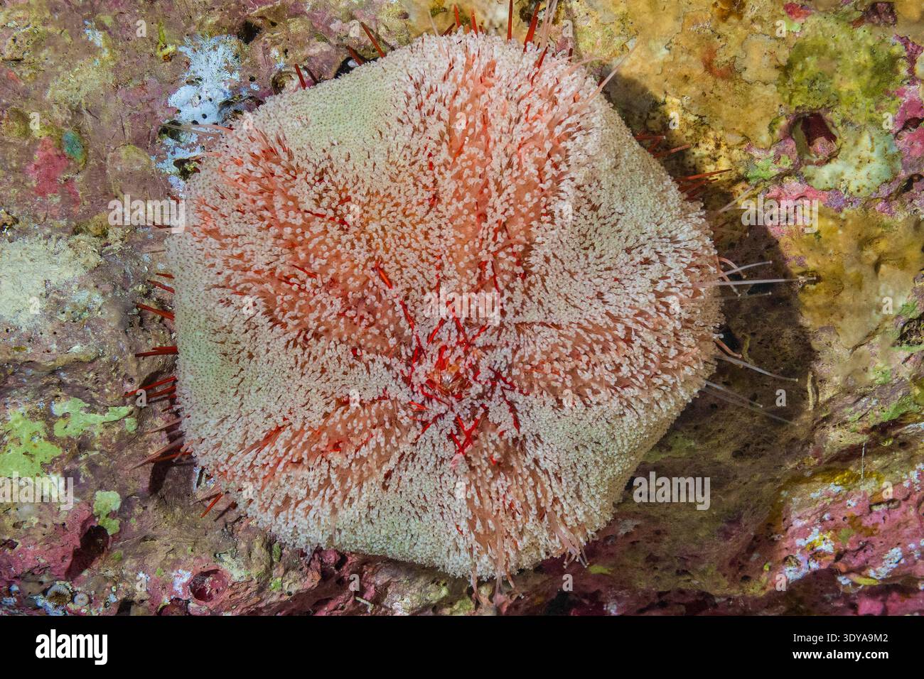 fire urchin, Asthenosoma sp., Hurghada, Egypt, Red Sea, Indian Ocean ...