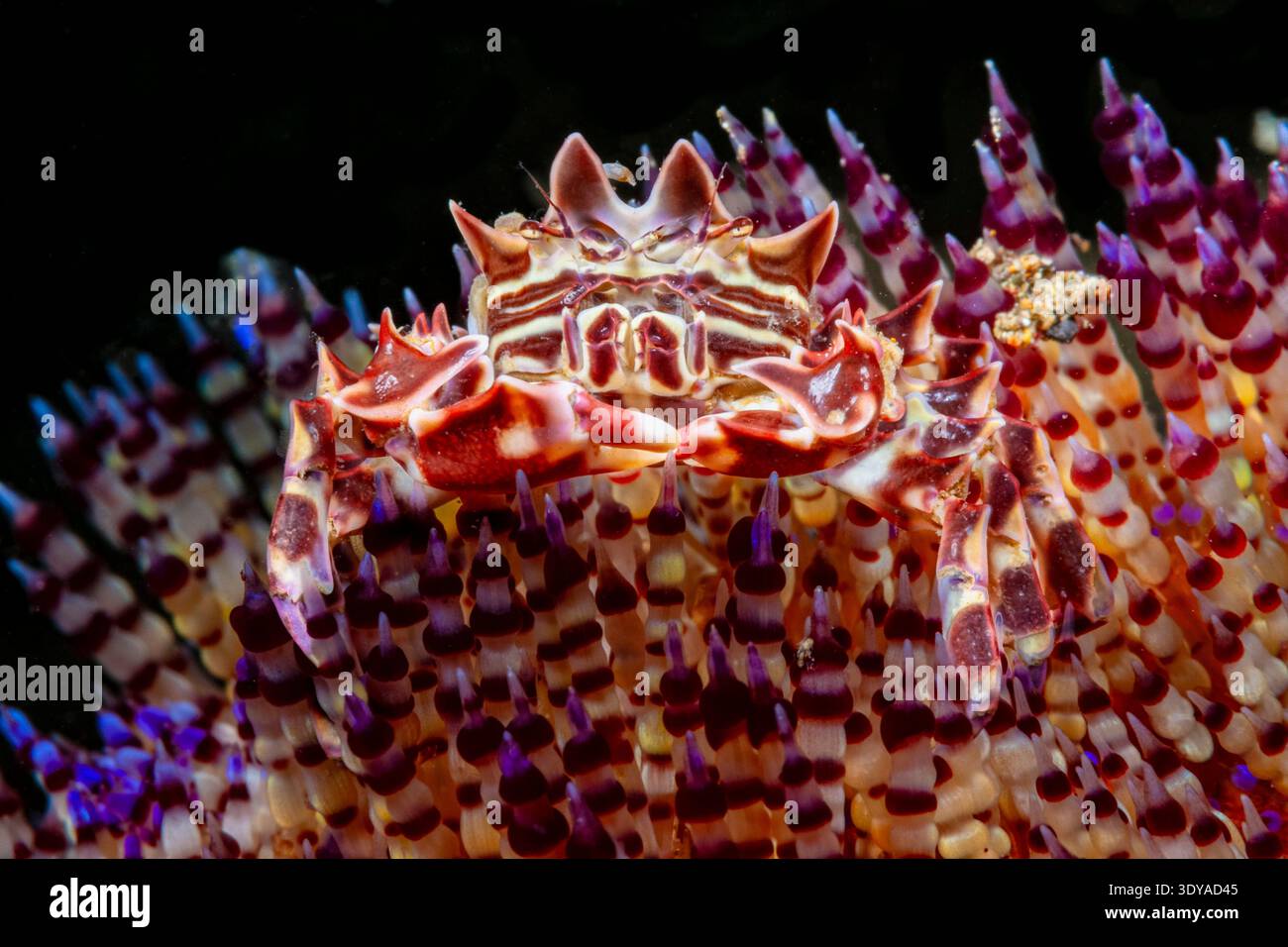 Zebra Crab on Fire Sea Urchin, Zebrida adamsii, Asthenosoma varium ...