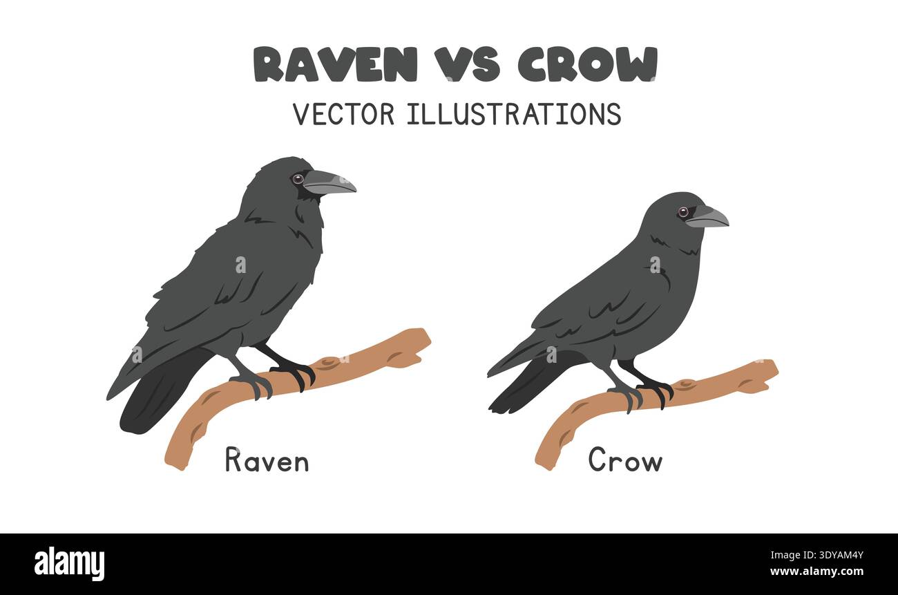 Raven and crow comparison vector illustrations. Black raven vs crow ...