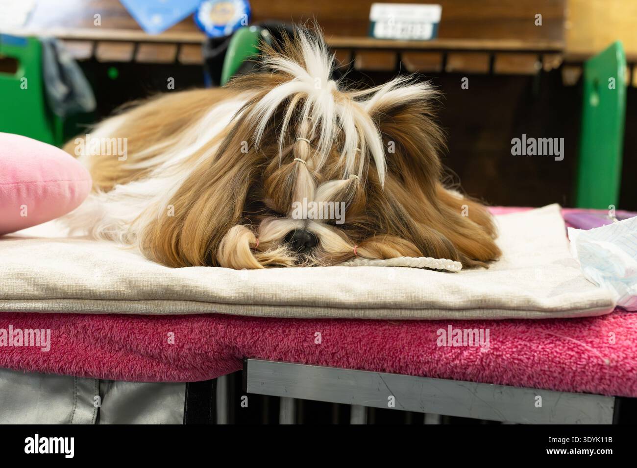 Tired dog at crufts 2026 hi-res stock photography and images - Alamy