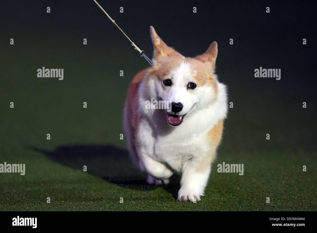 Winner of Pastoral group, Hazel, a Welsh Corgi from Essex, during the ...