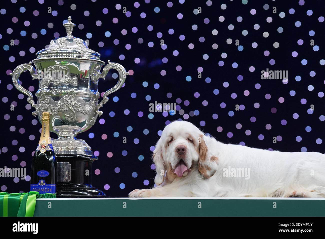 Crufts 2026 gundog day hi-res stock photography and images - Alamy
