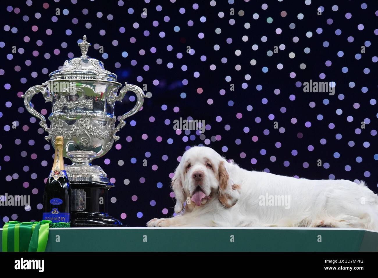 Crufts 2026 gundog day hi-res stock photography and images - Alamy