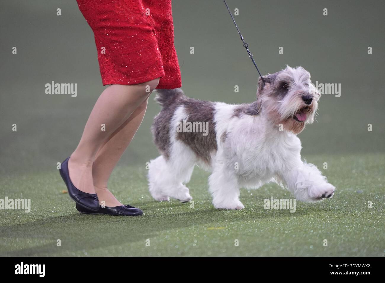 Winner of Hound group, Meghan, a Petit Basset Griffon Vendeen from ...