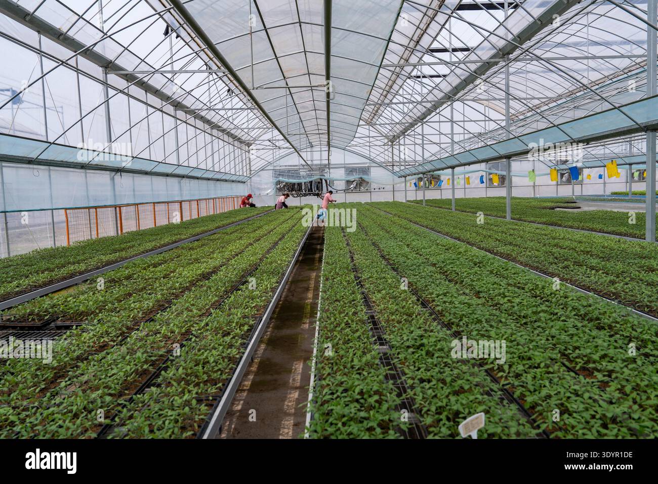 Workers manage vegetable seedlings at Shuanglong Laboratory Smart ...