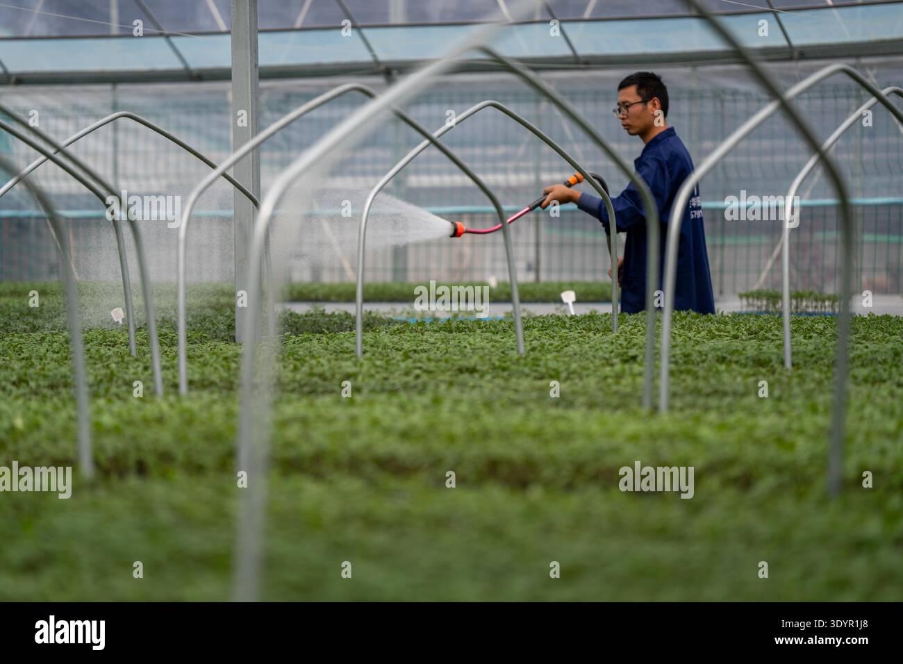 Workers manage vegetable seedlings at Shuanglong Laboratory Smart ...