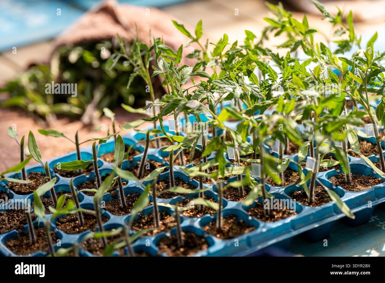 Workers manage vegetable seedlings at Shuanglong Laboratory Smart ...