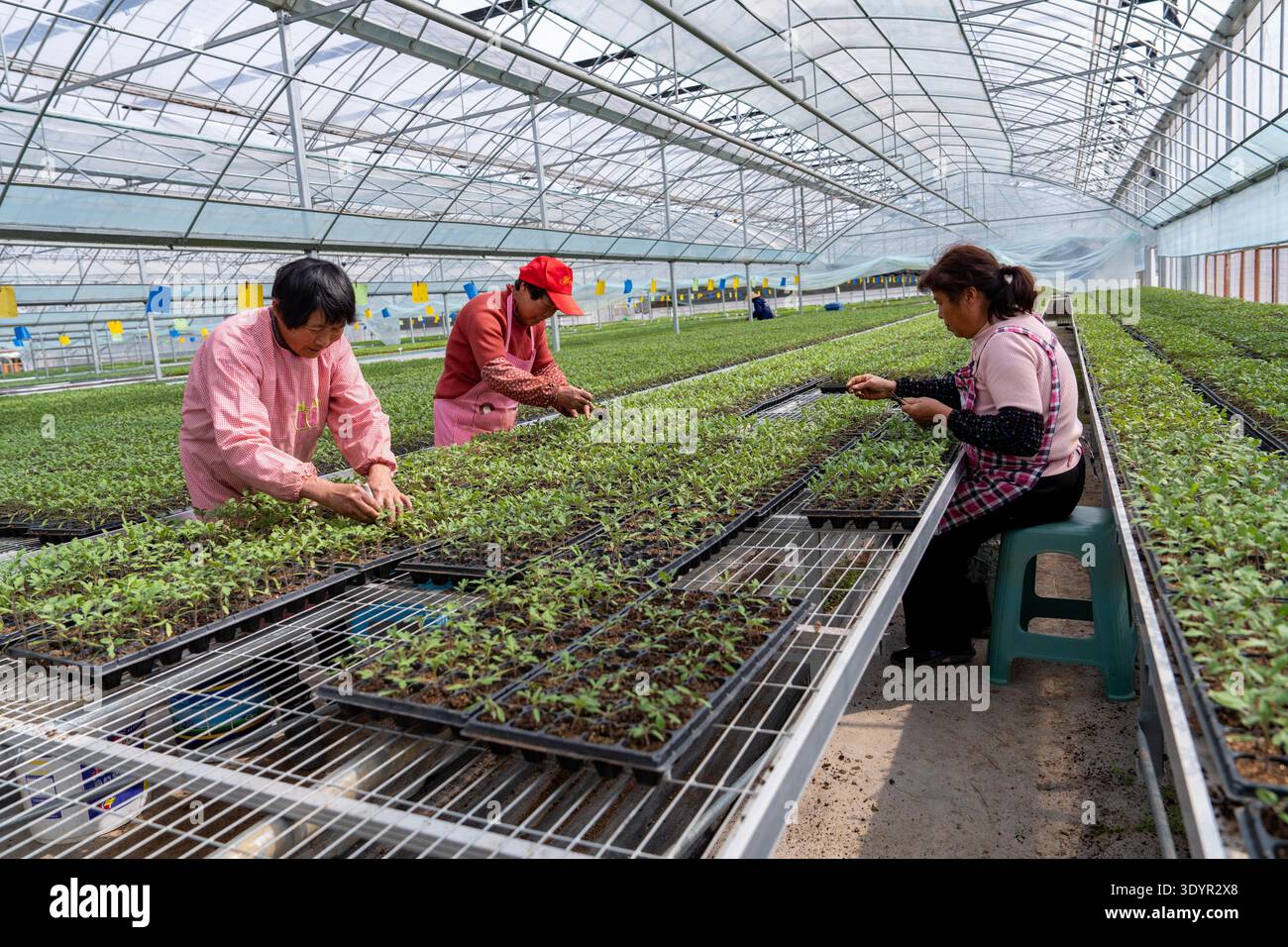 Workers manage vegetable seedlings at Shuanglong Laboratory Smart ...