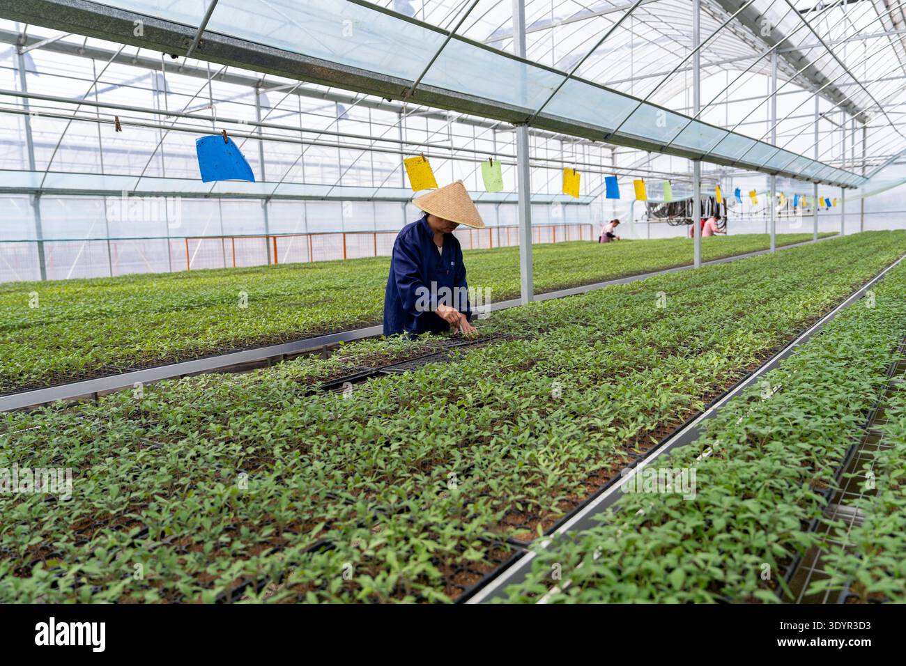 Workers manage vegetable seedlings at Shuanglong Laboratory Smart ...