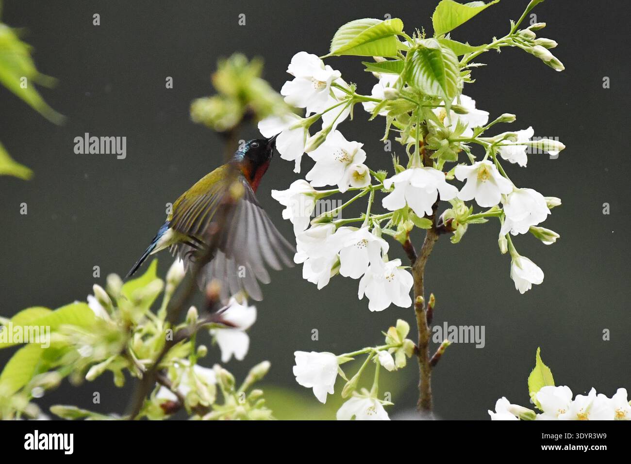 RENHUAI, CHINA - MARCH 9, 2026 - A bird is foraging on cherry blossom ...