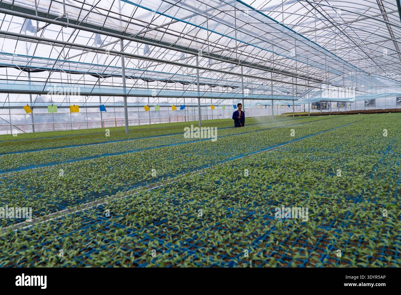 Workers manage vegetable seedlings at Shuanglong Laboratory Smart ...