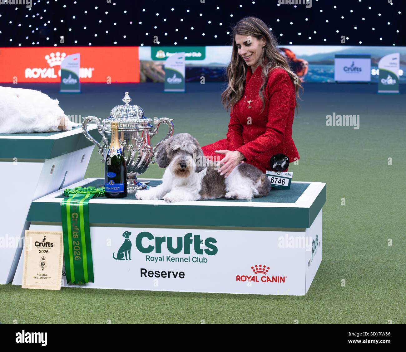 Crufts 2026 champion hi-res stock photography and images - Alamy