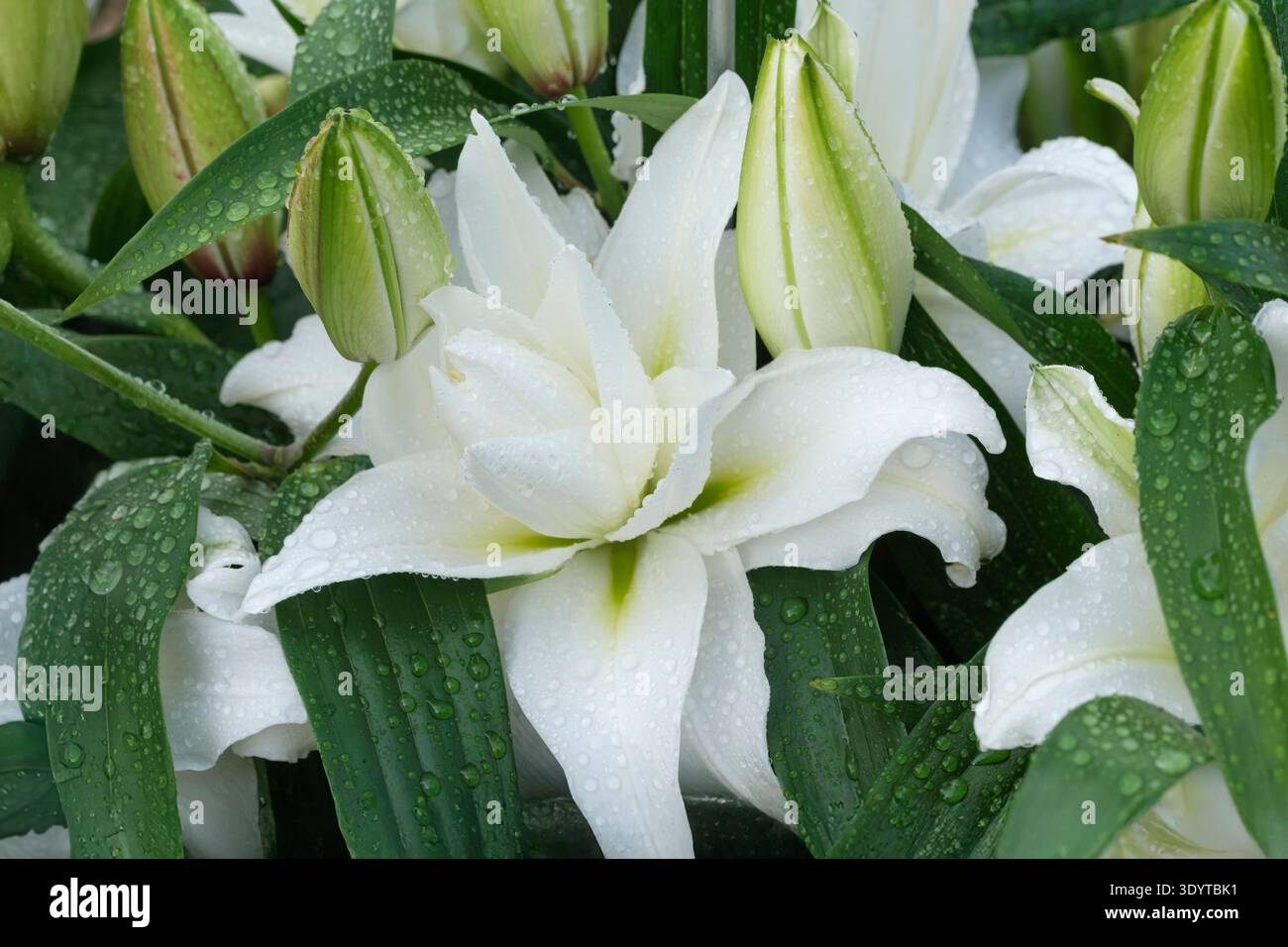 Angela white hi-res stock photography and images - Alamy
