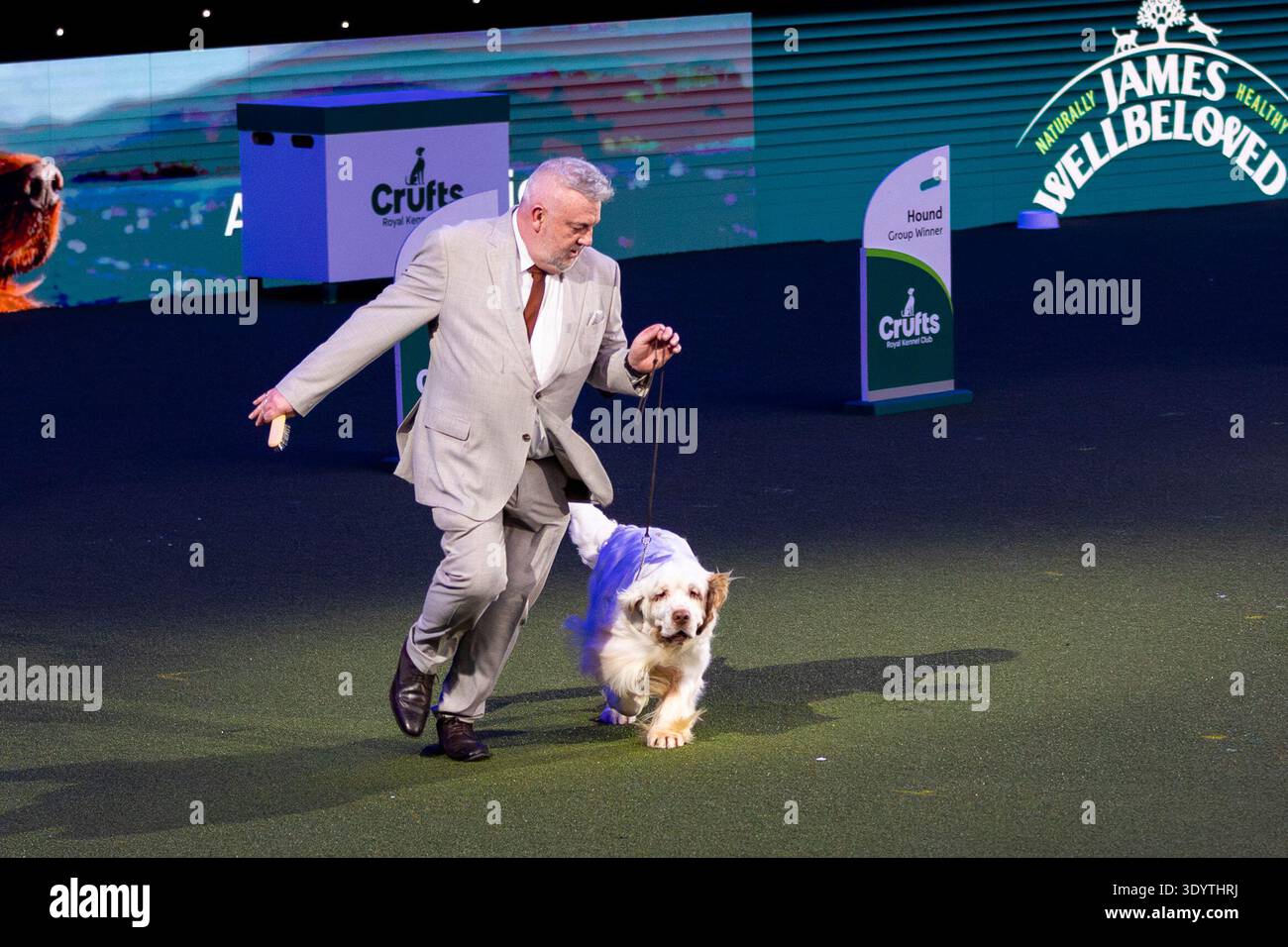 Best in show 2026 hi-res stock photography and images - Alamy