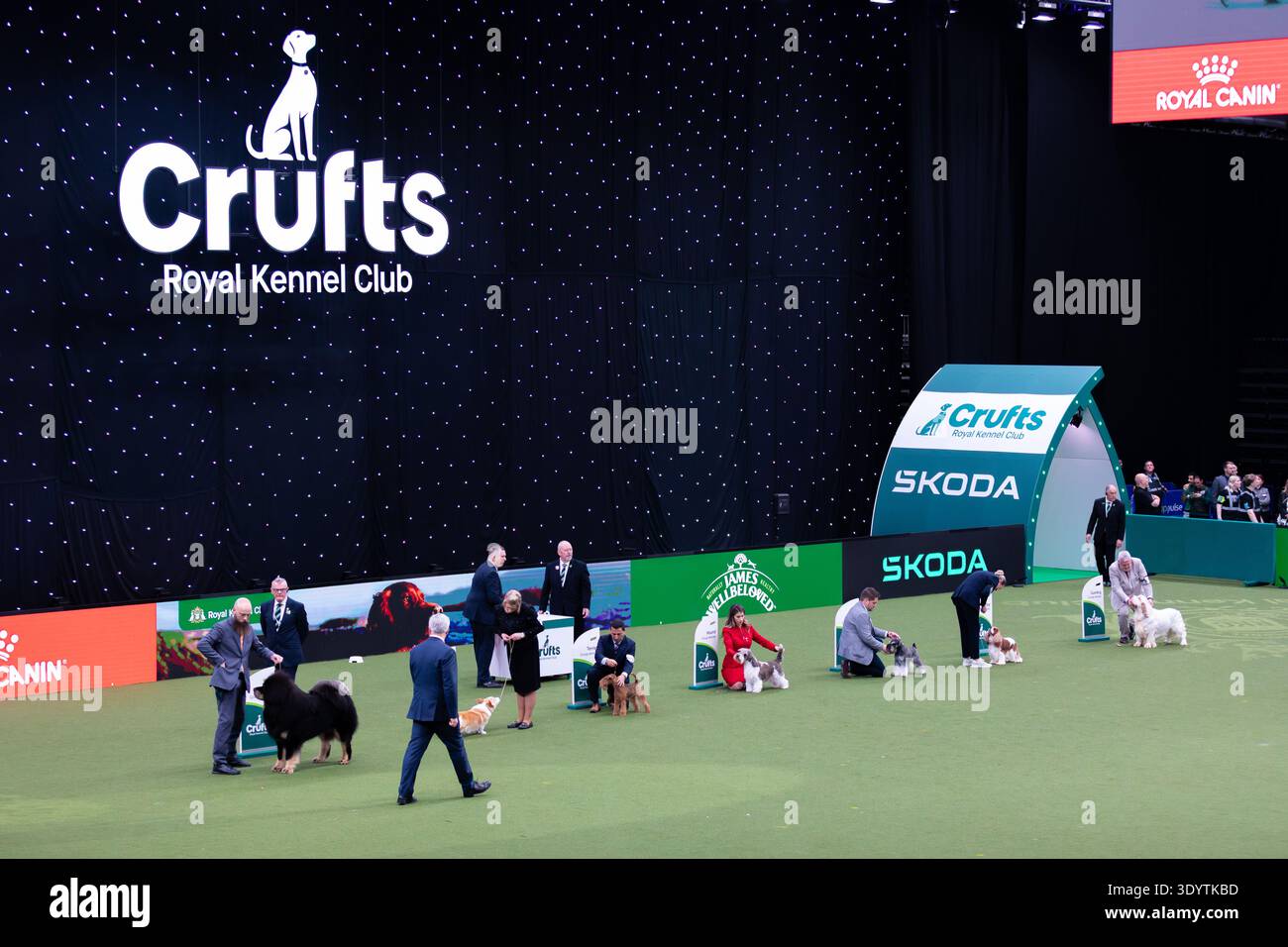 Best in show crufts 2026 hi-res stock photography and images - Alamy