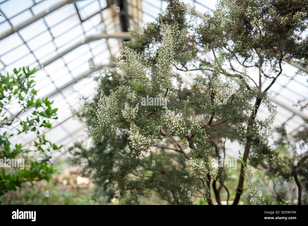Lush Erica arborea plant blooms in springtime in greenhouse under ...