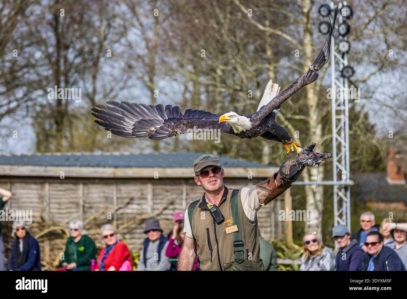 Bald Eagle taking off from keepers glove during flying display at the ...