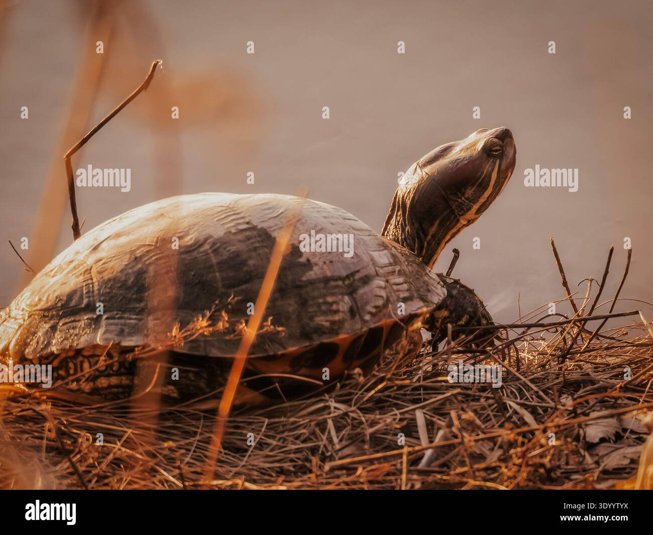 Painted turtle basking in warm golden sunlight near the water’s edge ...