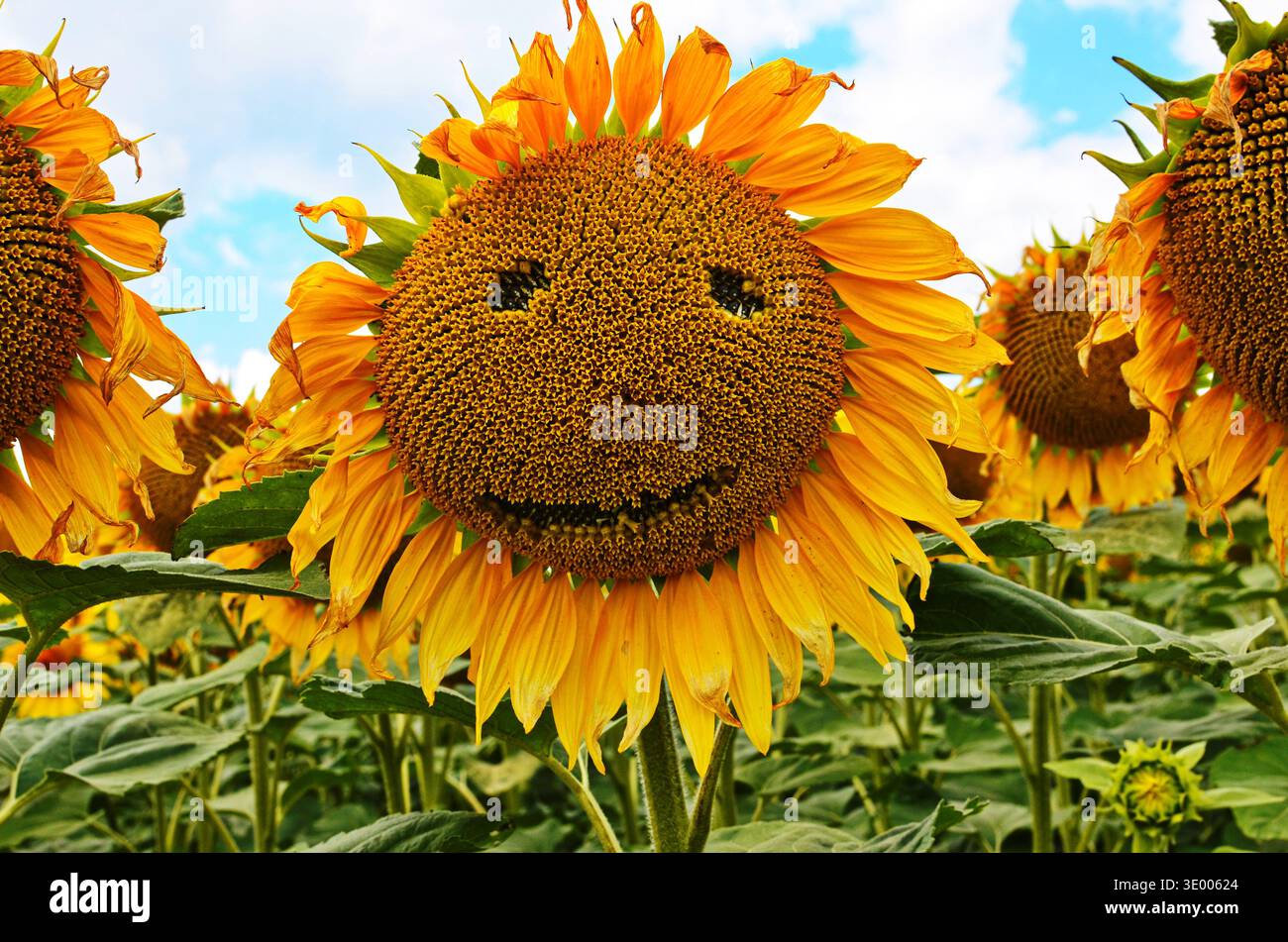 Summer period. Symbolical person close up. A lovely scenery with ...