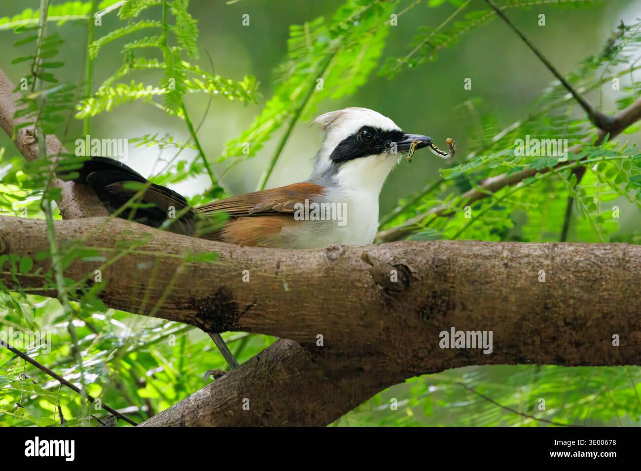 White crested laughingthrush (Garrulax leucolophus) bird perched on a ...