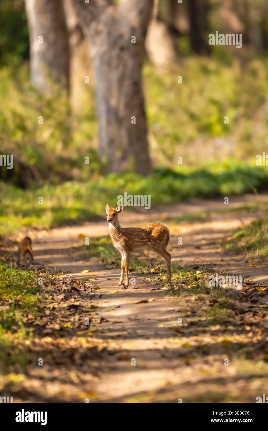 wild spotted deer or chital or axis deer fawn on forest track road ...