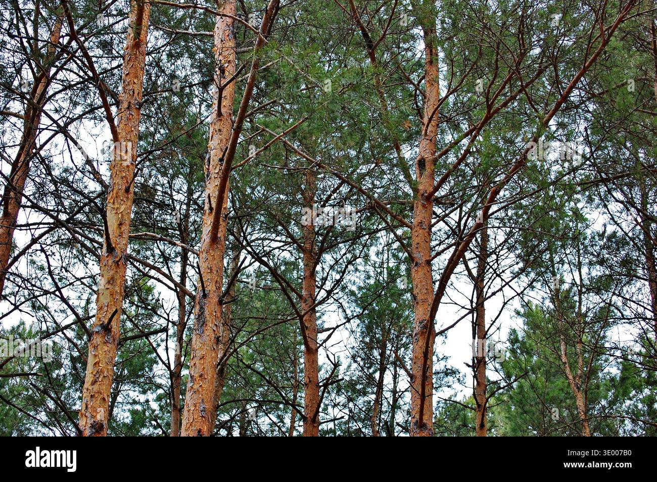 spruce forest, pinery, pine forest, Pine Tree, Fairy Forest, untouched ...