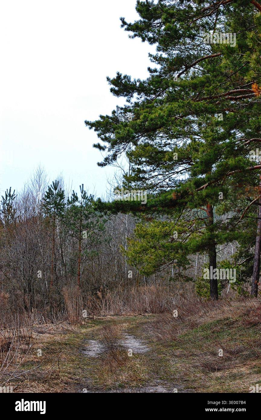 spruce forest, pinery, pine forest, Pine Tree, Fairy Forest, untouched ...