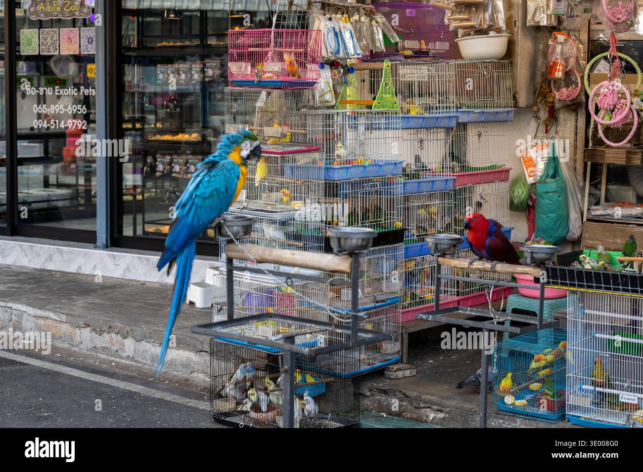 Bangkok Thailand January 27 2026. Blue macaw spreads wings while ...
