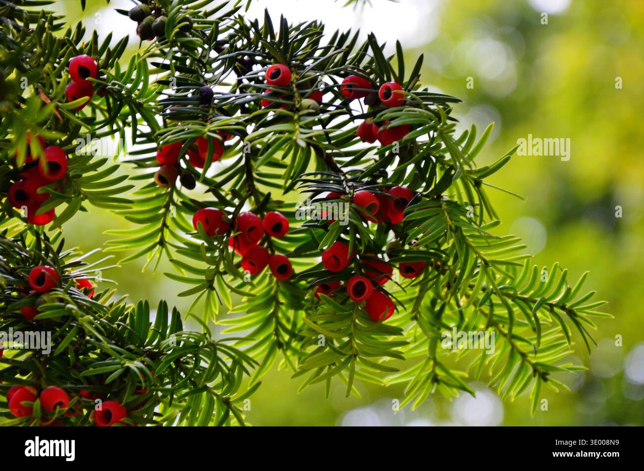 Taxus baccata closeup. Conifer needles and fruits. Green branches of ...