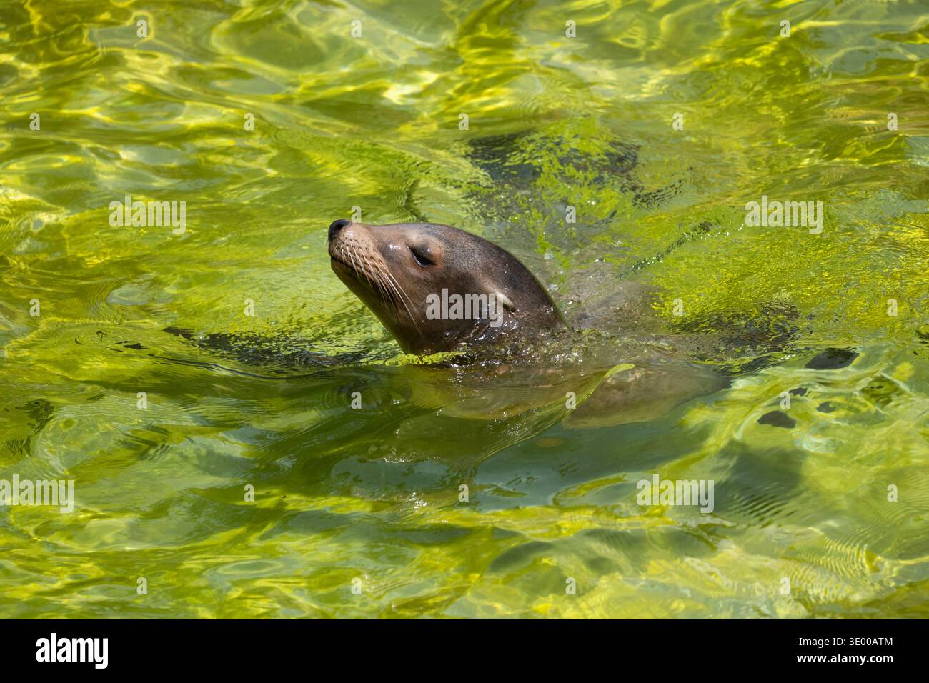 California sea lion (Zalophus californianus) in water, eared seal in ...