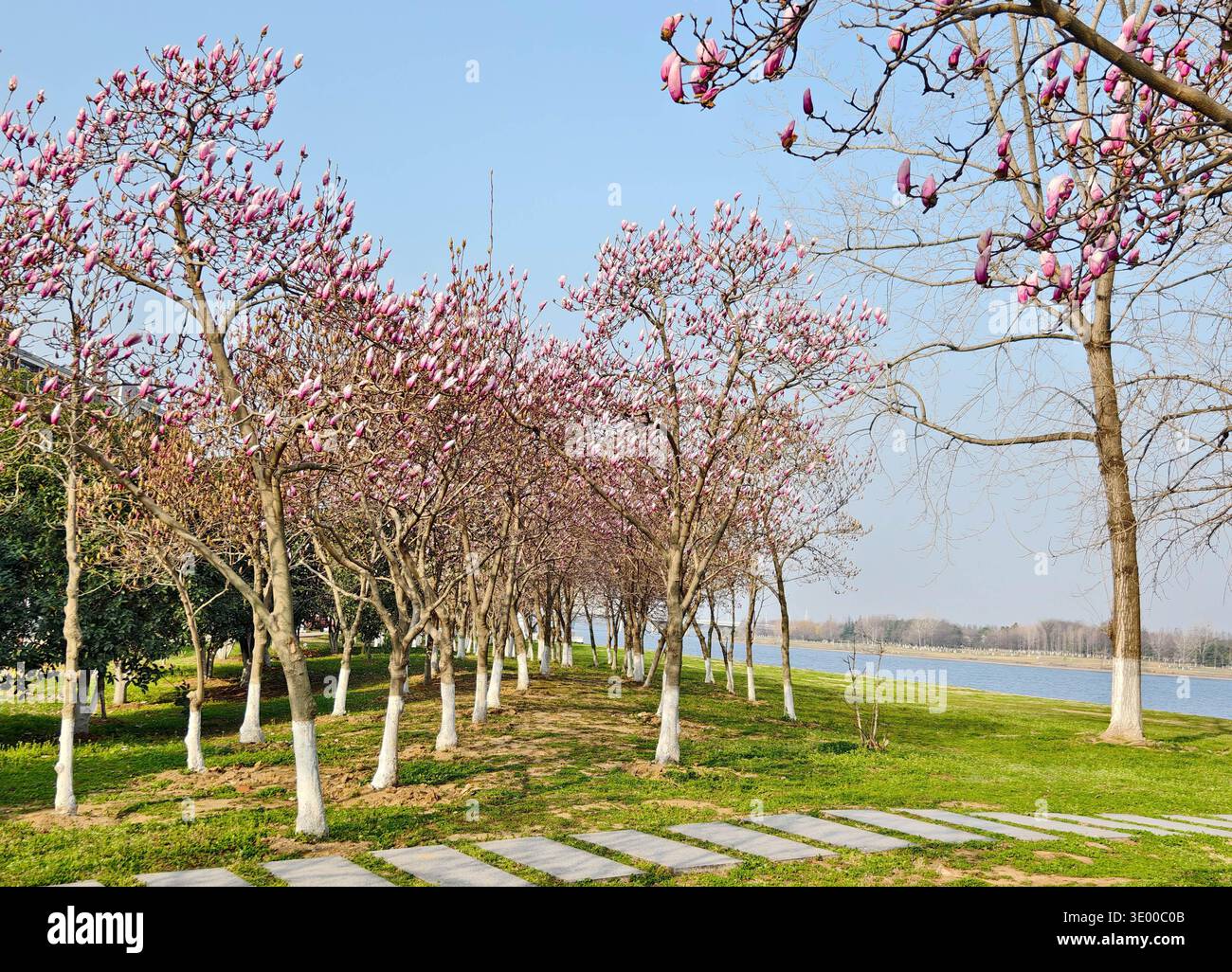 Magnolias bloom on Moon Island in Yu'an District, Lu'an City, east ...