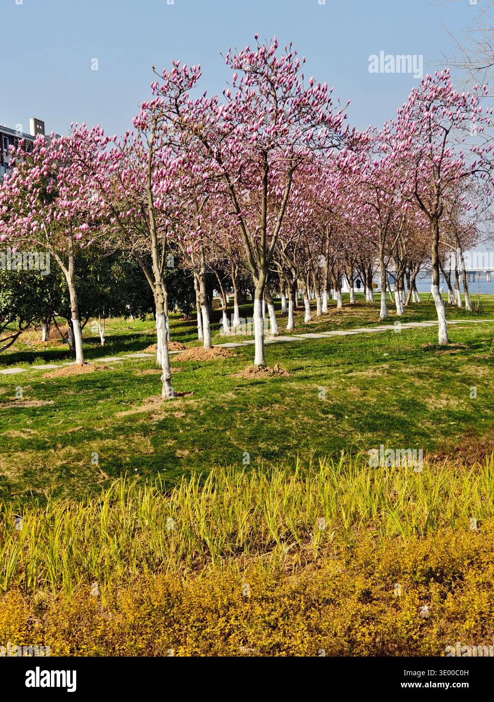 Magnolias bloom on Moon Island in Yu'an District, Lu'an City, east ...