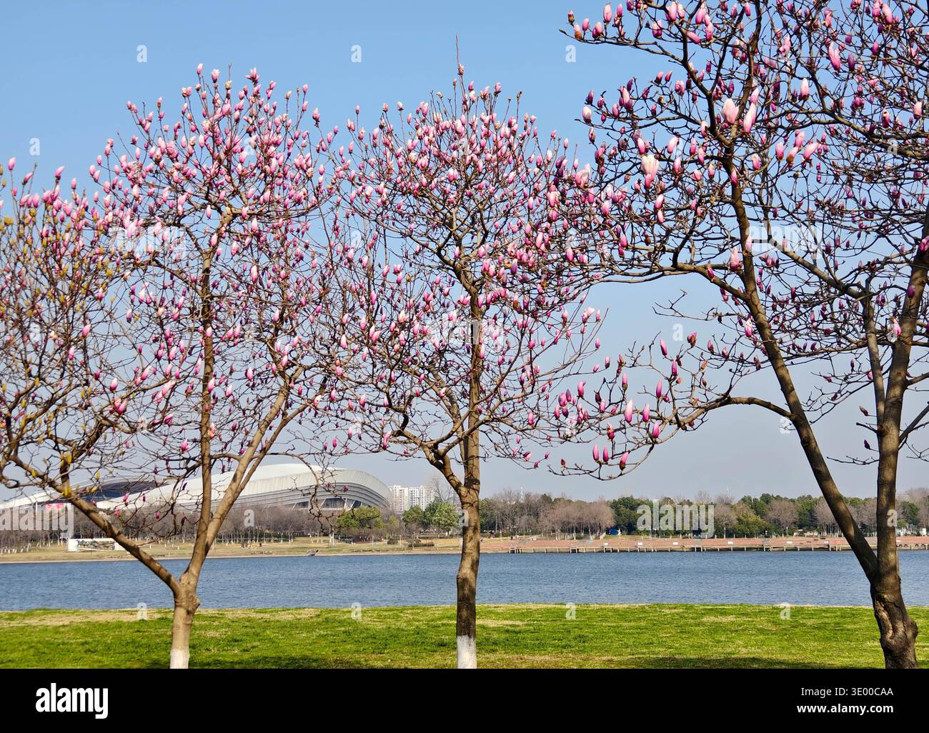 Magnolias bloom on Moon Island in Yu'an District, Lu'an City, east ...