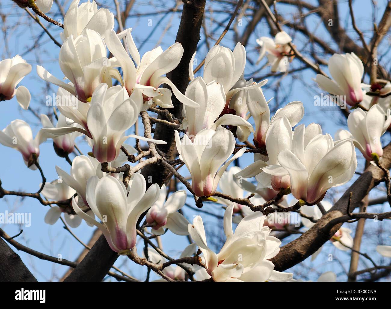 Magnolias bloom on Moon Island in Yu'an District, Lu'an City, east ...