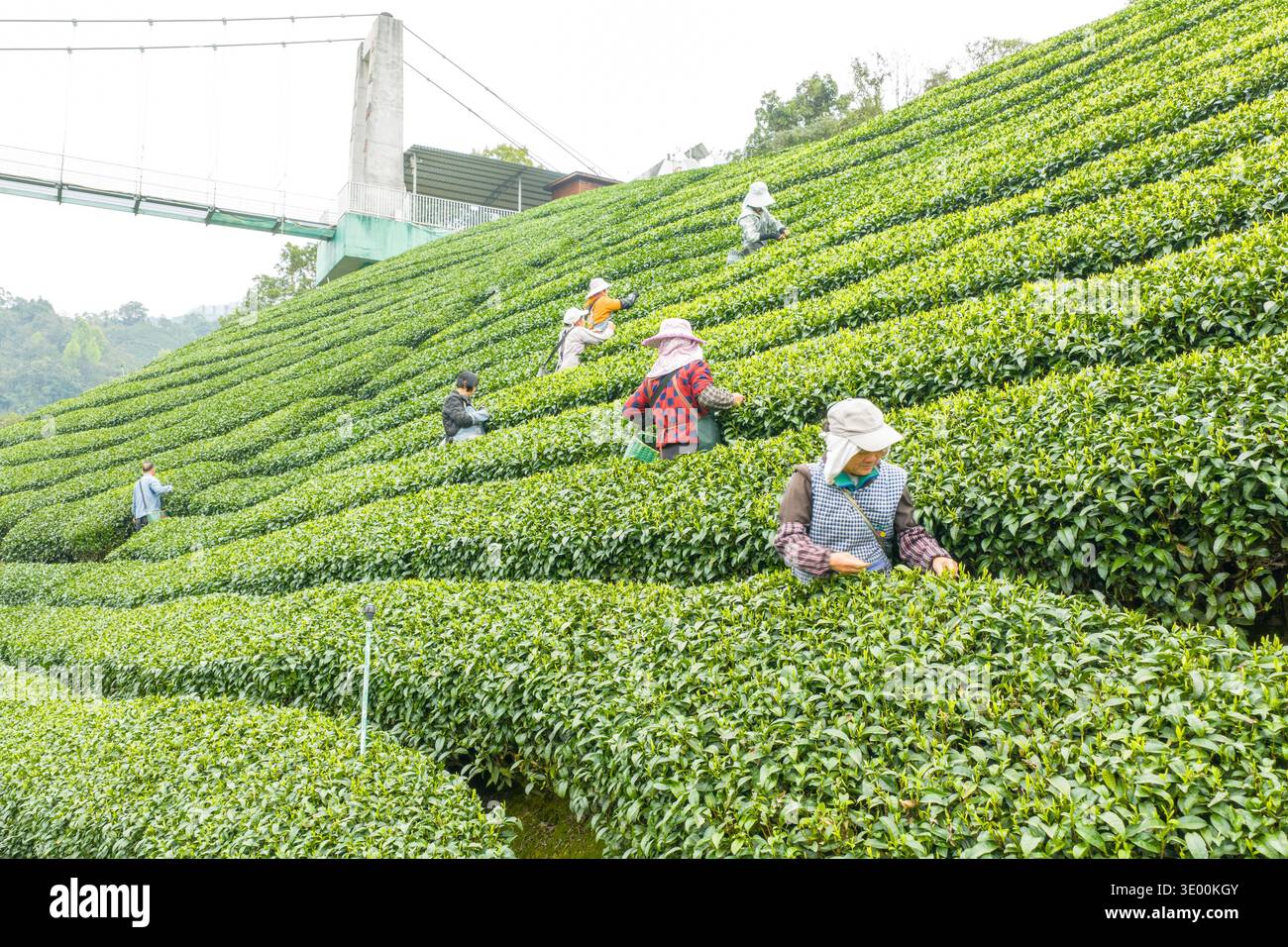 Tea farmers pick spring tea at an ecological tea plantation in Zhaoping ...