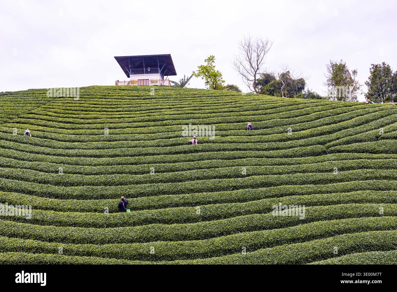 Tea farmers pick spring tea at an ecological tea plantation in Zhaoping ...