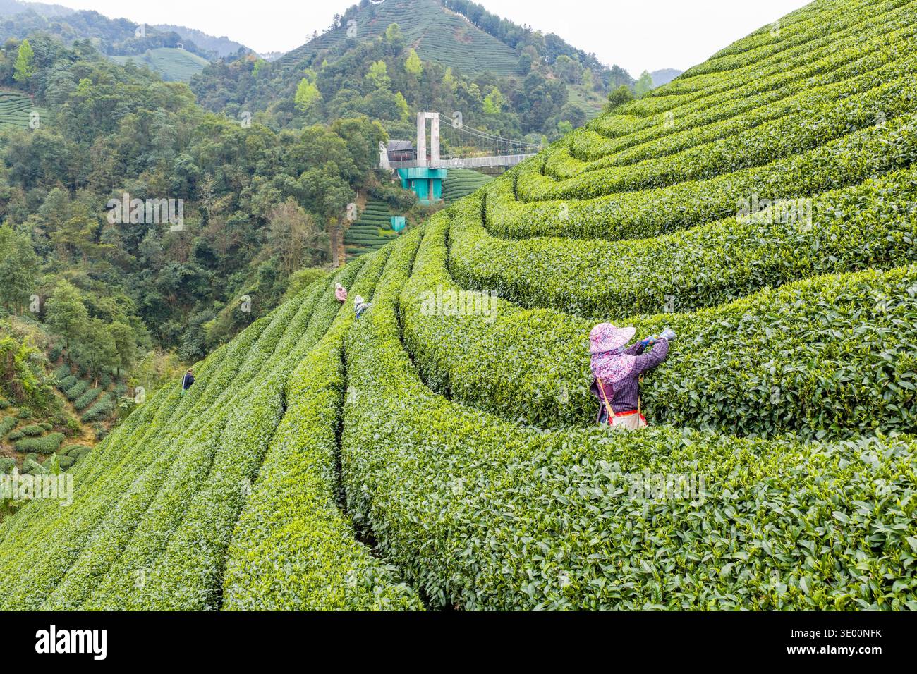 Tea farmers pick spring tea at an ecological tea plantation in Zhaoping ...